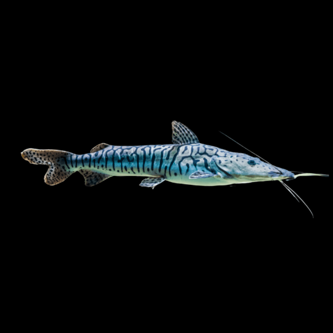 Tiger Shovelnose – Pseudoplatystoma fasciatum