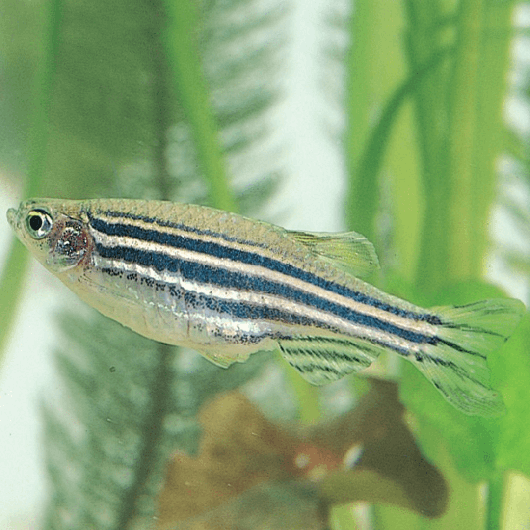 Zebrica – Danio rerio