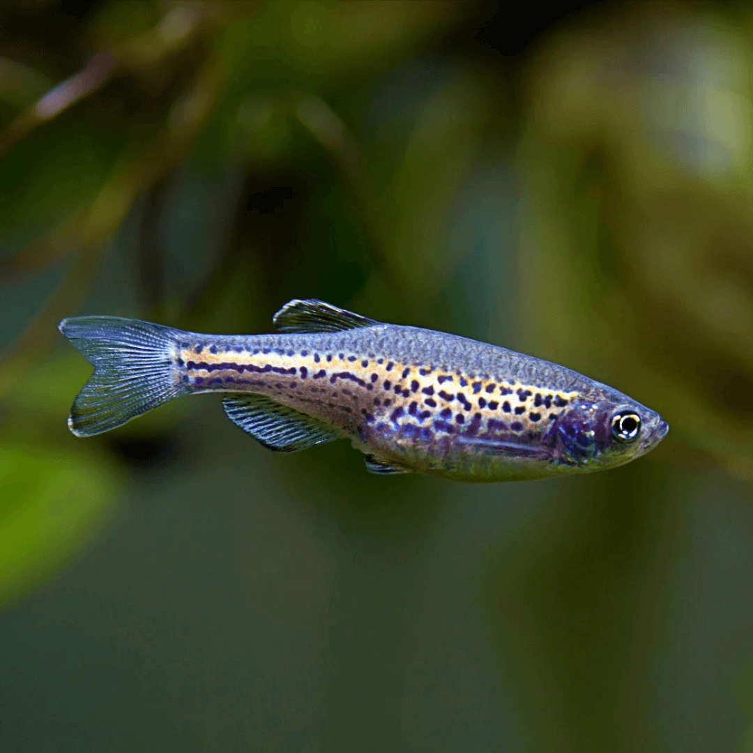 Zebrica Leopard – Danio rerio