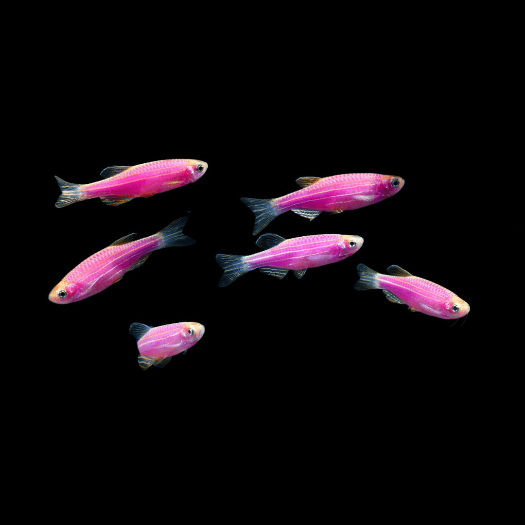 Zebrica Purple – Danio rerio