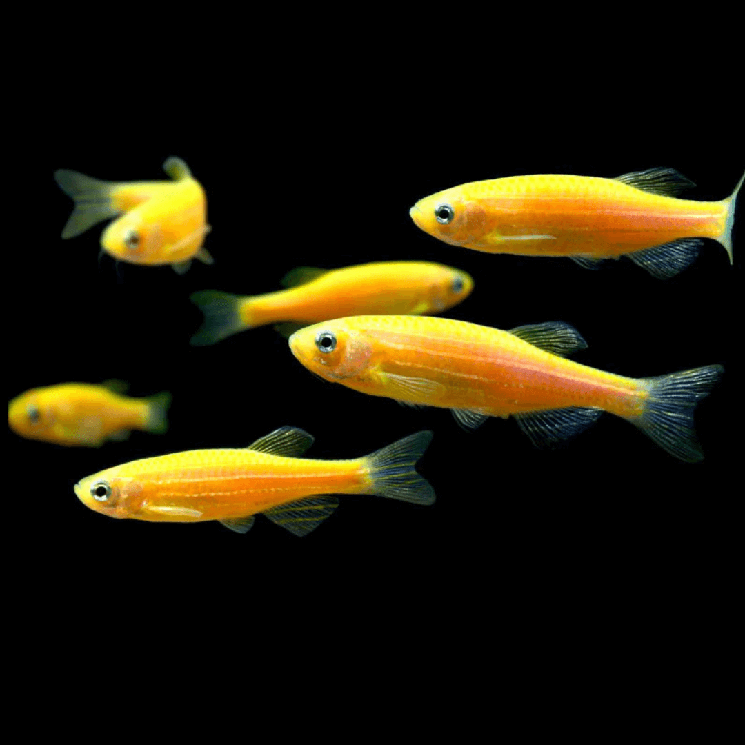Zebrica Yellow – Danio rerio