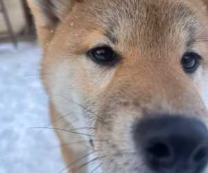 Shiba Inu Štenci Od Vrhunskih Roditelja