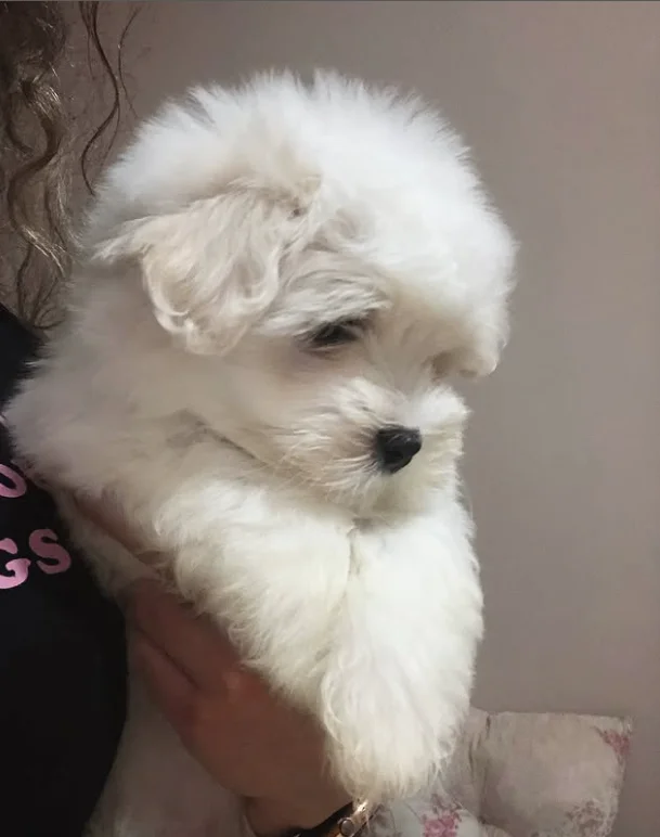 Coton de Tulear (Tulearski pas) stenci