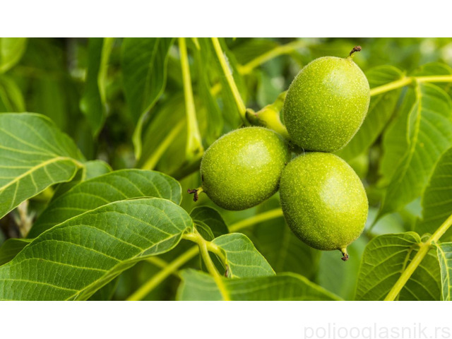 Kalemljeni Orah - Cendler, Rasna, Fernor, Franket...