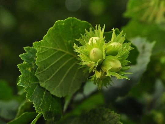Sadnice zbunastog lesnika - Dele lange, DJifoni...