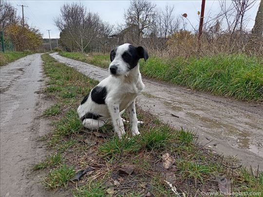 Poklanjam preslatku crno-belu ženku mešanca