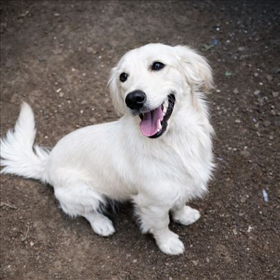 Nova i Luna traže dom