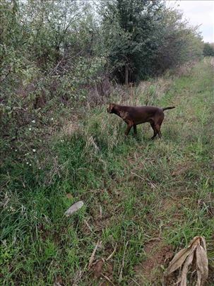 Nemački kratkodlaki ptičar