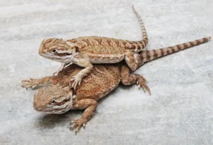 PATULJASTA BRADATA AGAMA (POGONA HENRYLAWSONI)