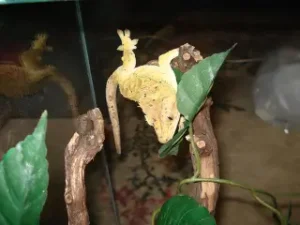 CRESTED GEKON (RHACODACTYLUS CILIATUS)