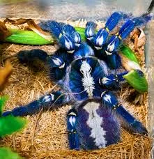 POECILOTHERIA METALLICA