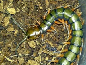SCOLOPENDRA SUBSPINIPES