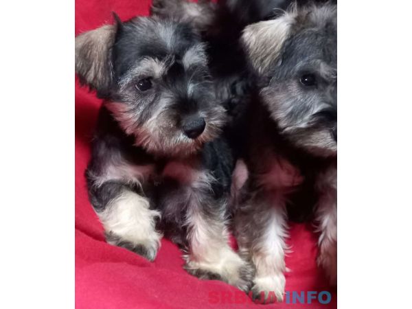 Štenci patuljastog šnaucera