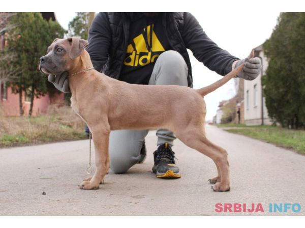 Cane Corso štenci