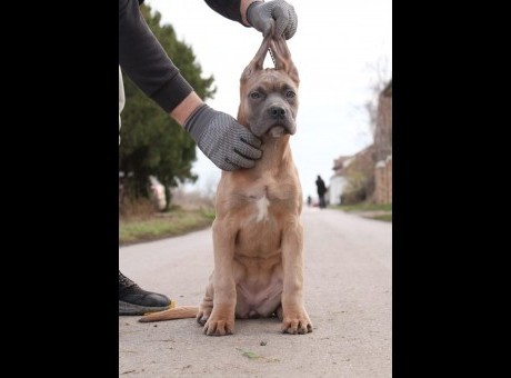Cane Corso štenci