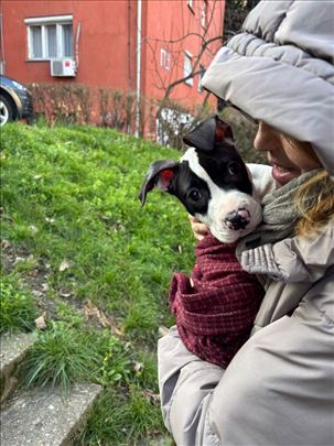 Američki stafordski terijer, štene