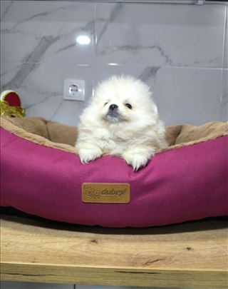 Pomeranac Pomeranci Boo