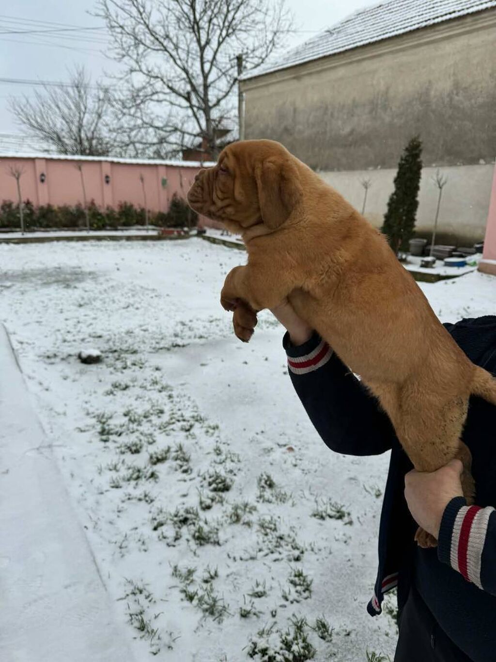 Na prodaju štenci bordoške doge. Štenci su vrlo kvalitetni i zdravi
