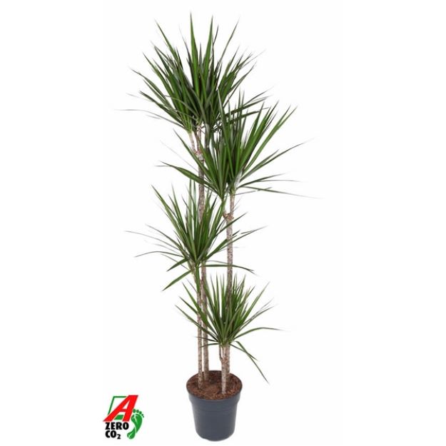 DRACAENA MARGINATA 4PP
