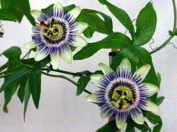 PASSIFLORA CAERULEA - BILJKA