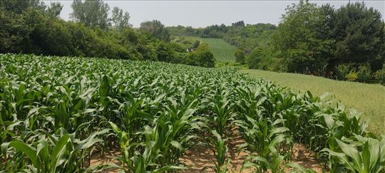 Poljoprivredno zemljište 37a Krušedol hitno
