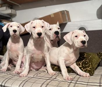 DOGO ARGENTINO
