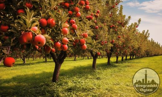 Uslužna rezidba voća