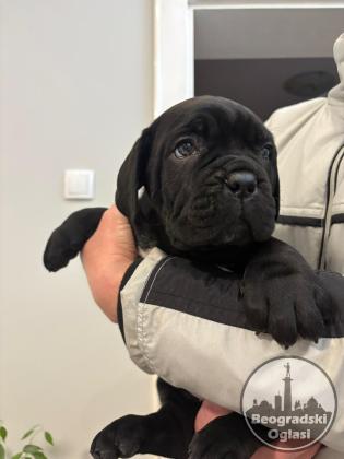 Stenci cane corso