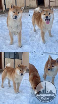 Shiba inu štenci od vrhunskih roditelja