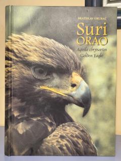 SURI ORAO Aquila chrysaetos Golden Eagle