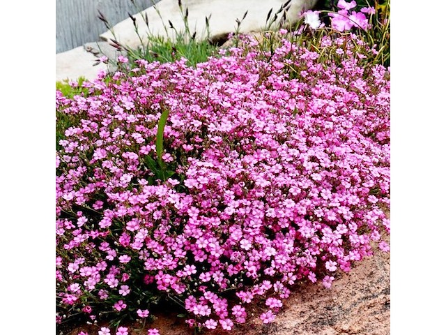Šlajer ružičasti (2000 semenki) Gypsophila elegans rose