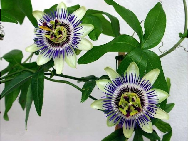 PASSIFLORA CAERULEA - BILJKA