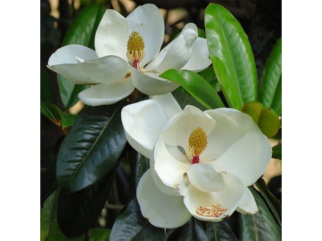 Magnolia grandiflora – zimzelena, belog cveta 20 semena