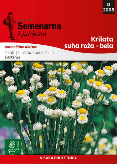 Cveće Suva ruža - bela - seme Ammobium alatum 2008