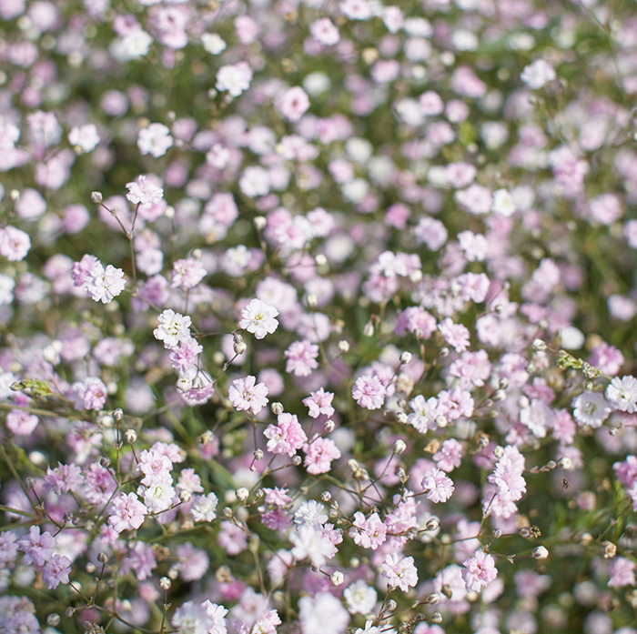 Seme za cveće 10 kesica Šlajer mešavina Franchi Sementi Virimax