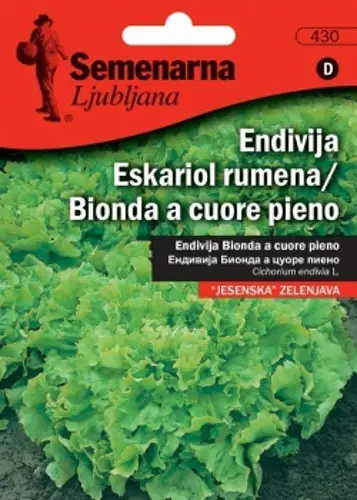 Seme - Salata Bionda a cuore pieno - Cichorium endivia L. 430