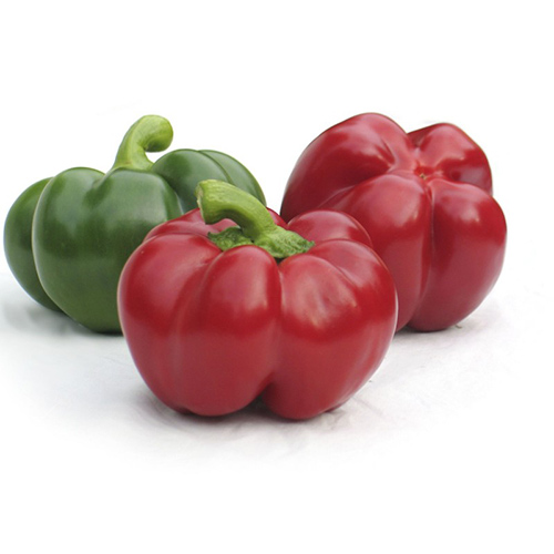 Paprika zeleni rotund - seme 10 kesica Villager 052331