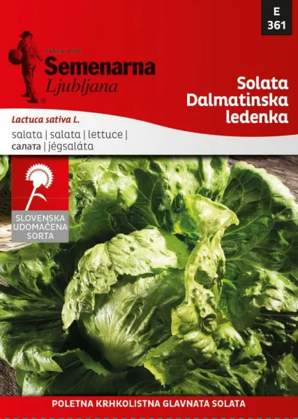Seme 10 kesica - Zelena salata dalmatinska ledenka - Lactuca sativa L. 361