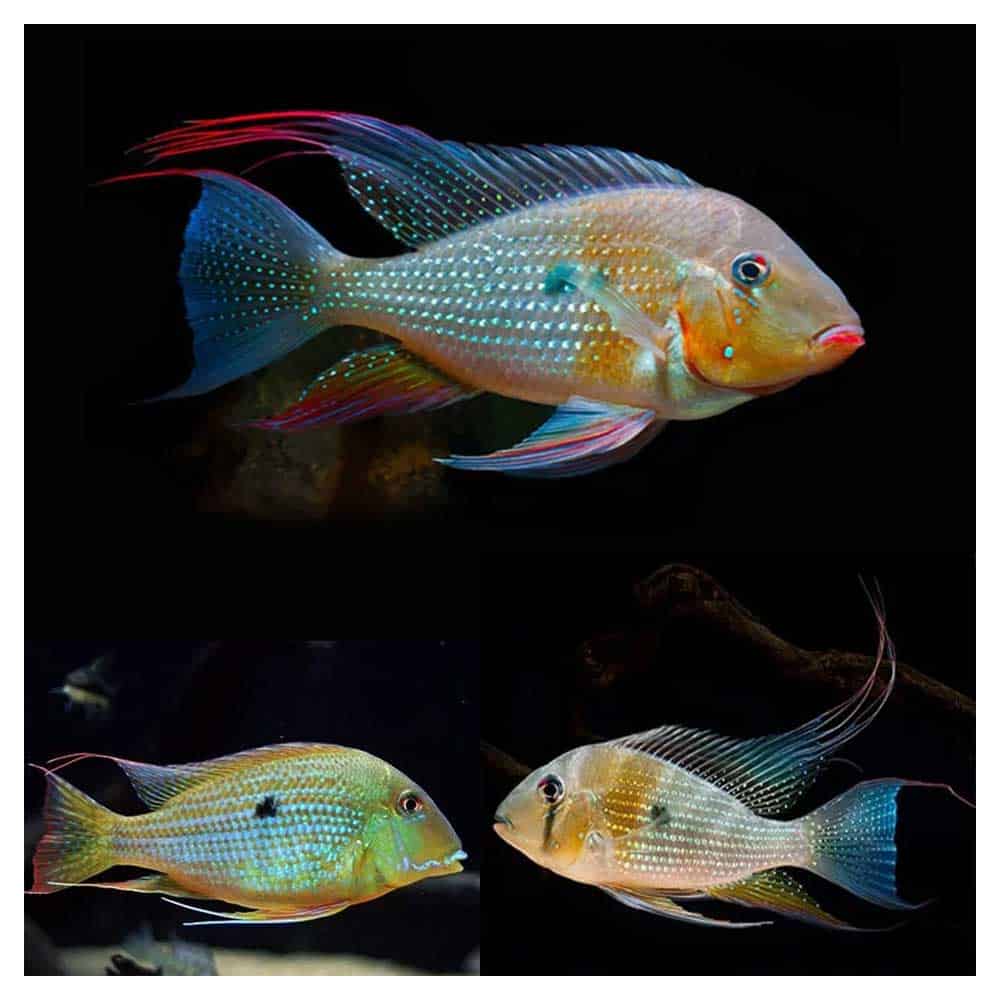 Acarichthys heckelii