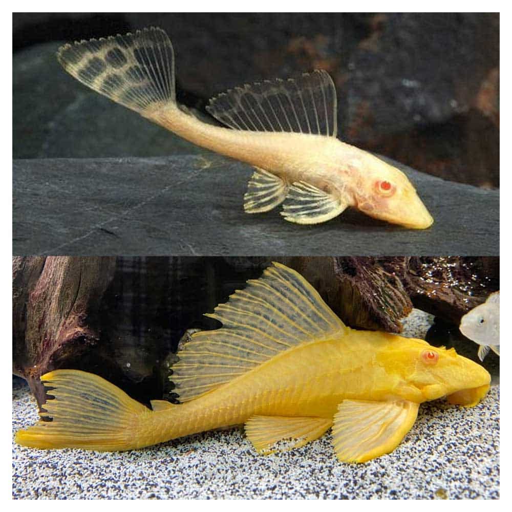 Hypostomus plecostomus - albino
