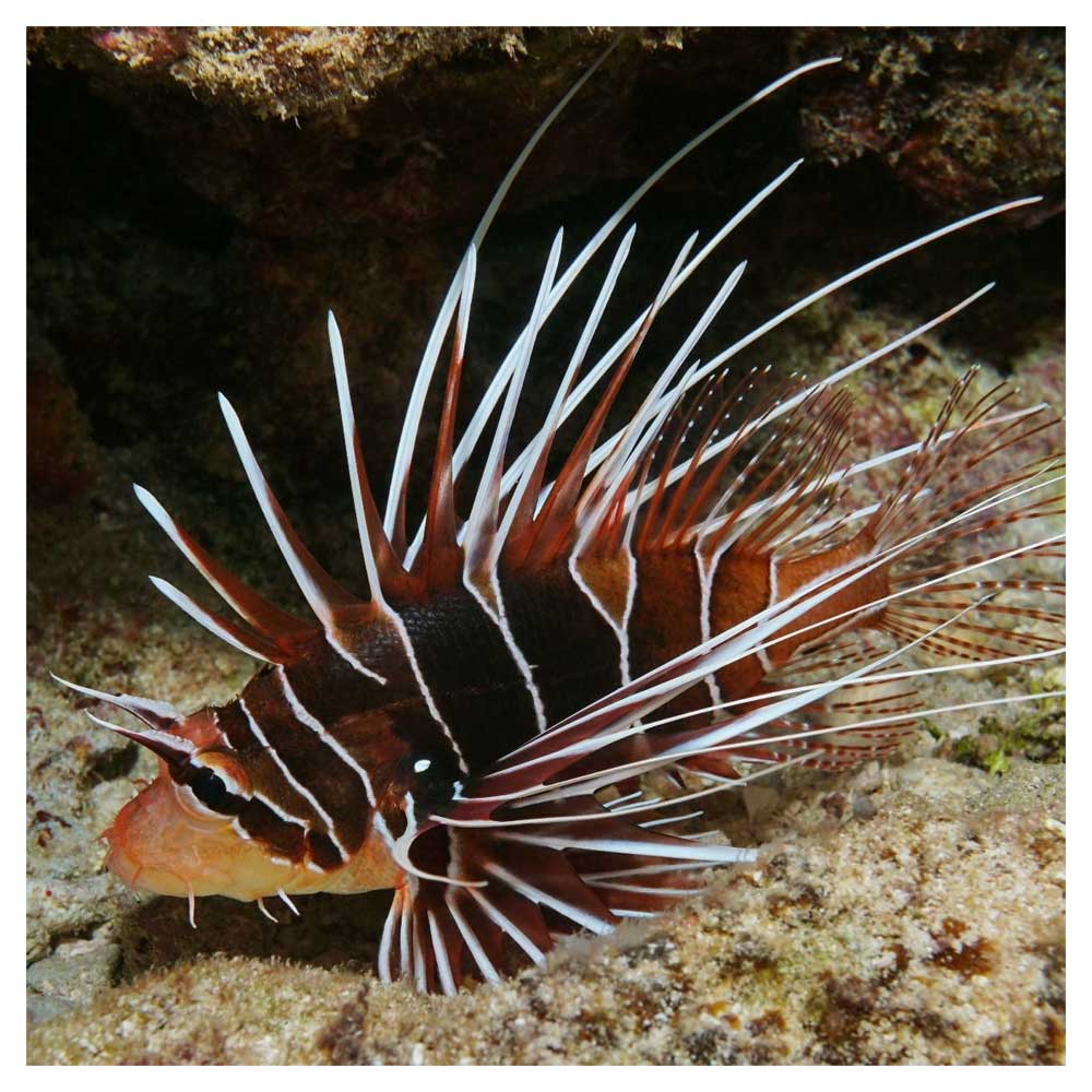 Pterois radiata - Lionfish