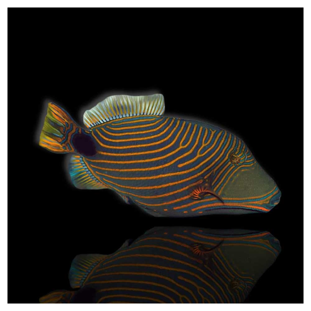 Balistapus Undulatus - Orange Lined Triggerfish
