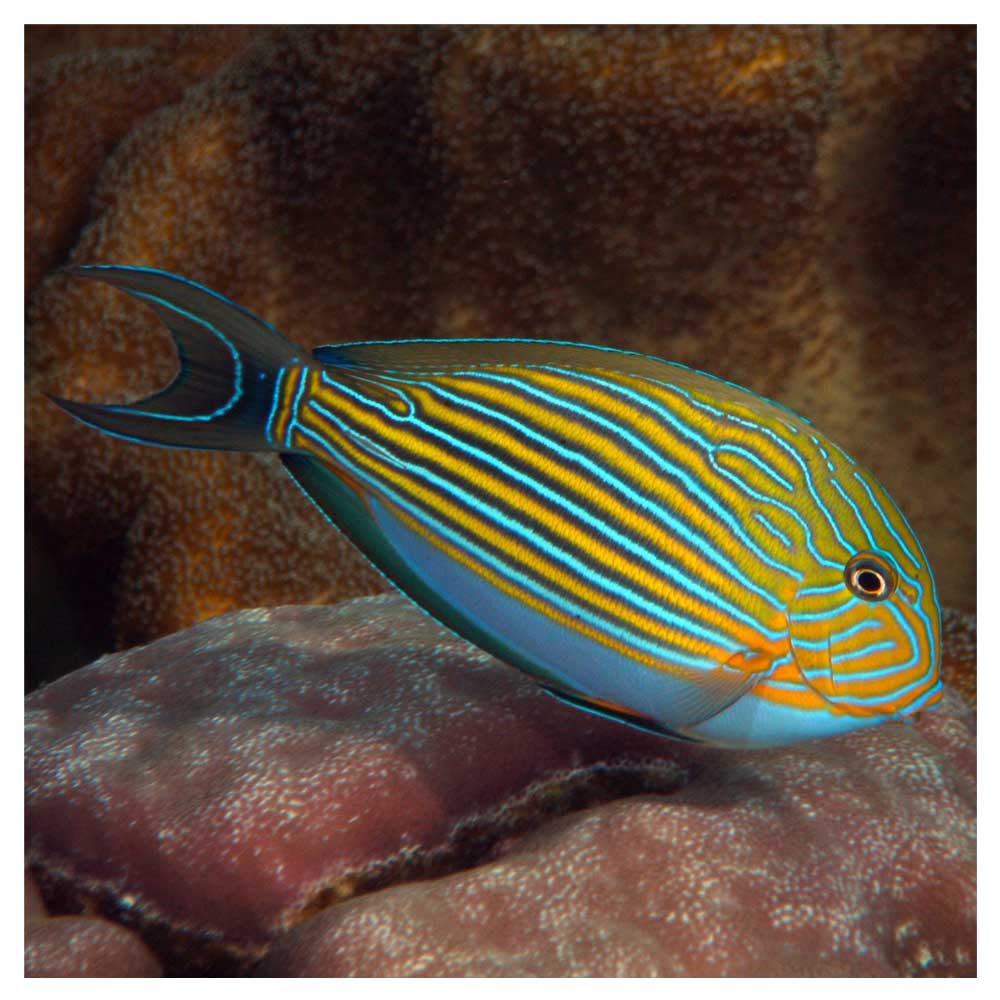Acanthurus Lineatus - Clown Tang