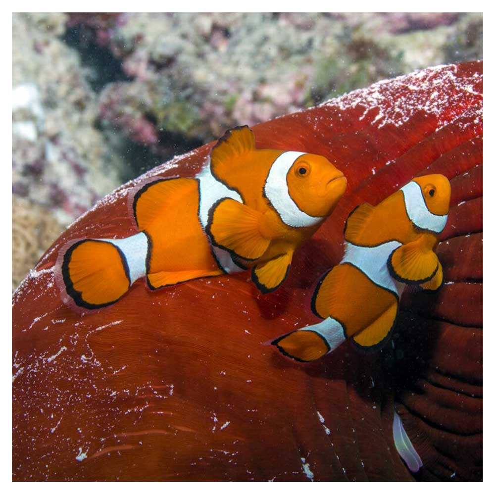 Amphiprion Percula - Percula Clownfish