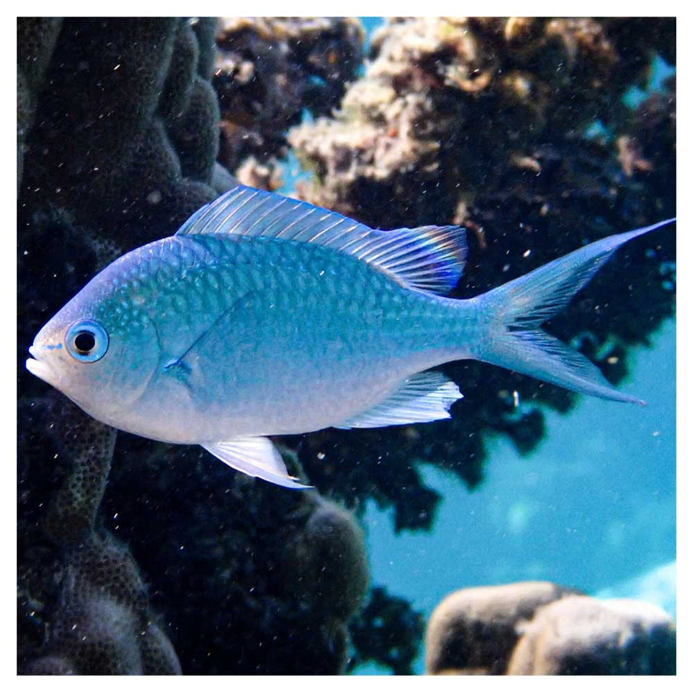 Chromis Viridis - Green/Blue Chromis