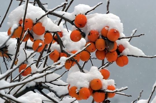Japanska jabuka kaki 2 kom.