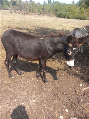 Magarica,umatičena, spulna