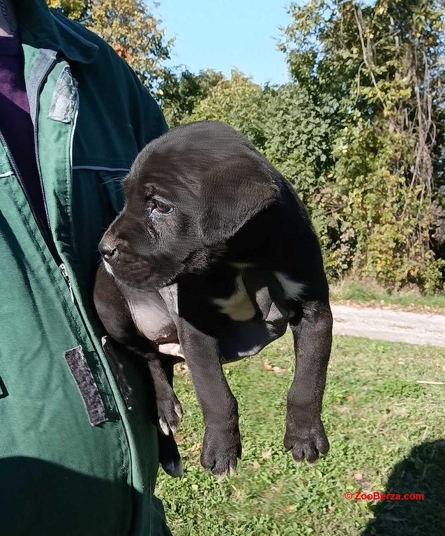 Cane corso, štene -dostava