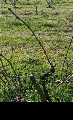 Orezivanje voća i vinove loze
