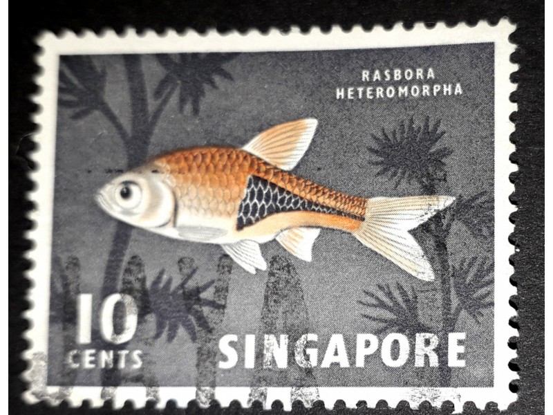 Singapur - akvaristika